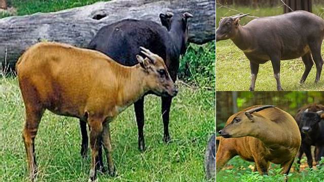 Temukan Manfaat Anoa yang Jarang Diketahui, 10 Khasiat untuk Manusia ...
